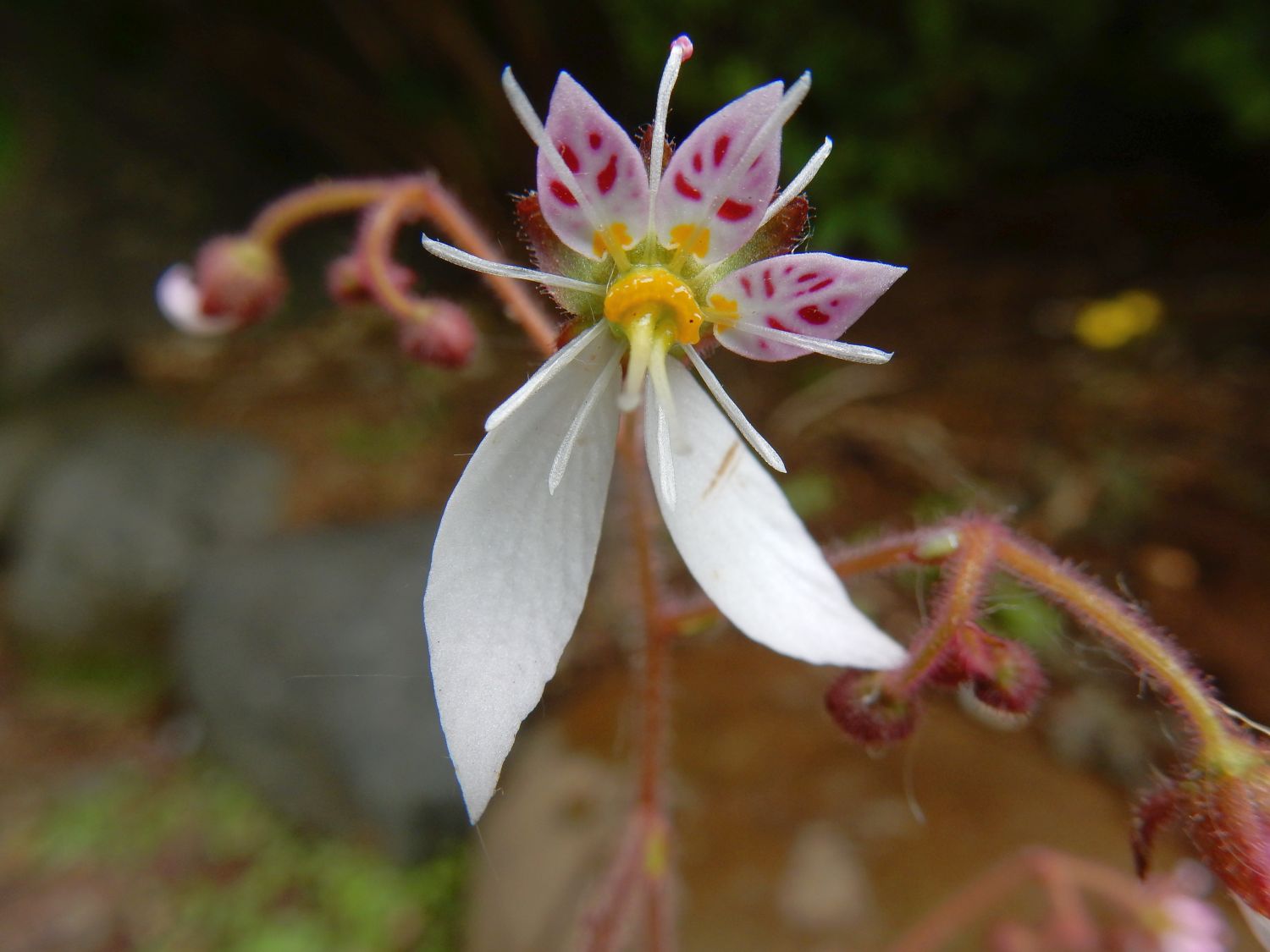 常盤 優さんの写真 | ギャラリー | 俳句結社「炎環」