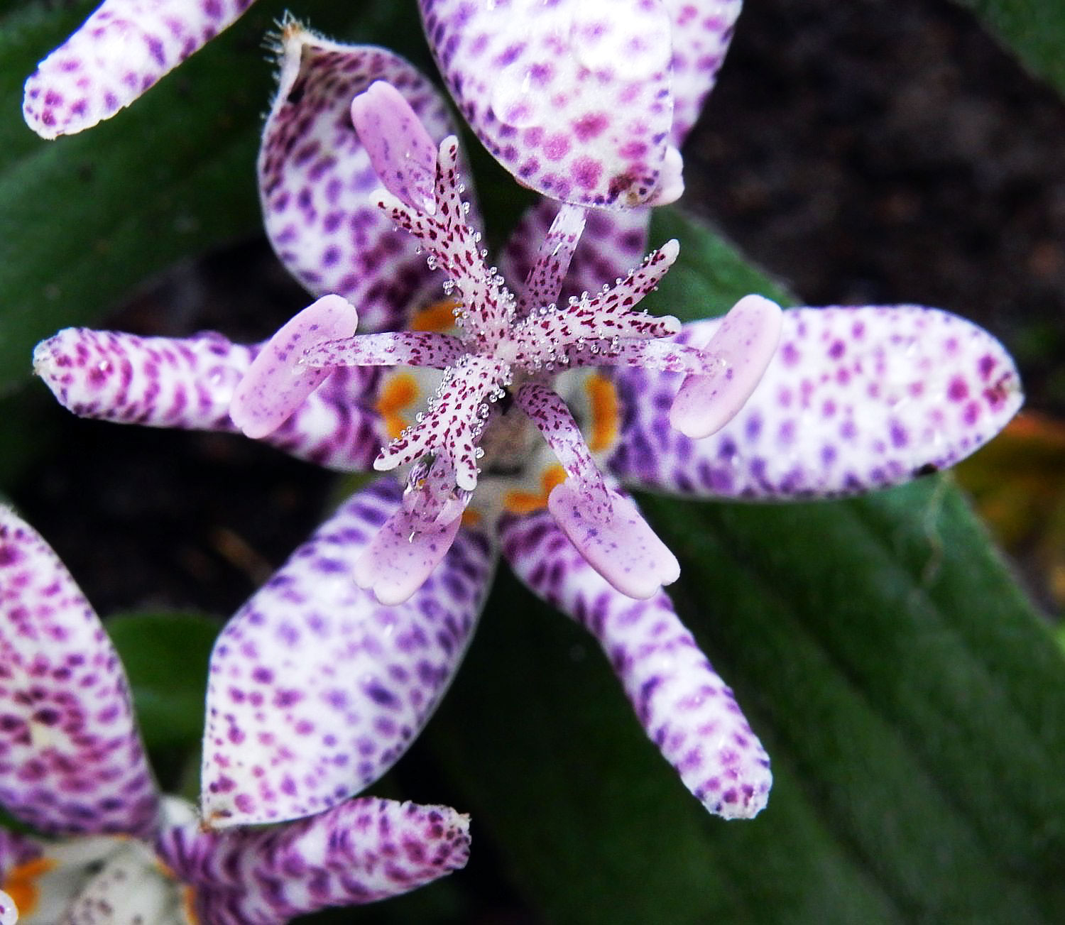 常盤 優さんの写真 | ギャラリー | 俳句結社「炎環」