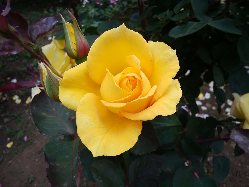 常盤 優さんの写真 | ギャラリー | 俳句結社「炎環」