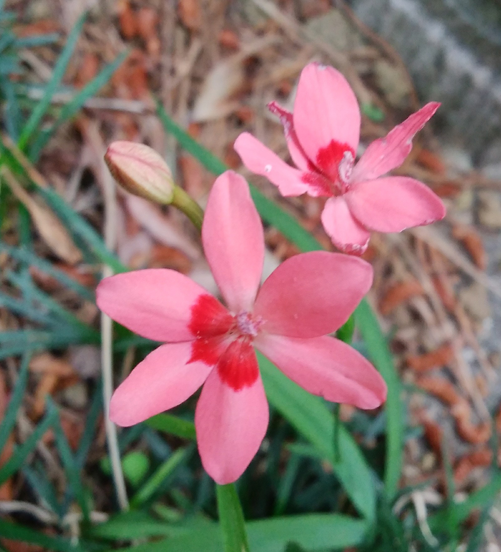 常盤 優さんの写真 | ギャラリー | 俳句結社「炎環」