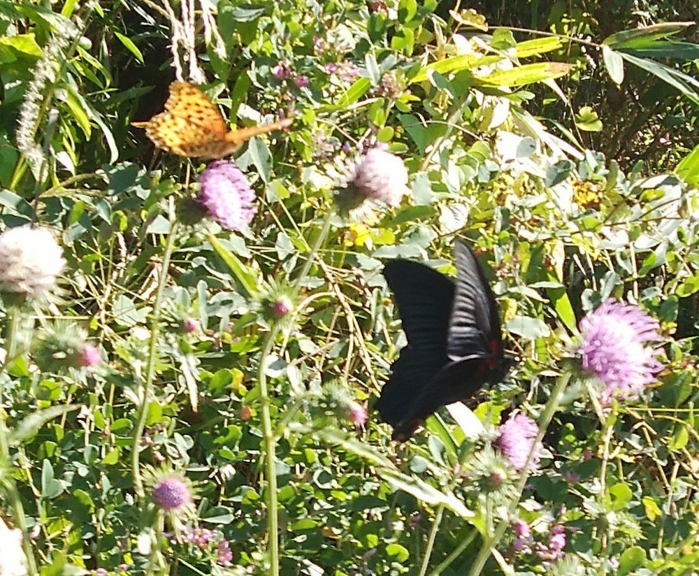 常盤 優さんの写真 | ギャラリー | 俳句結社「炎環」